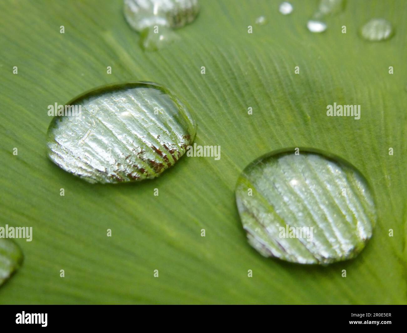 Ginkgo (Ginkgo biloba) leaf with raindrop, water drop, ginkgo, Ginko ...