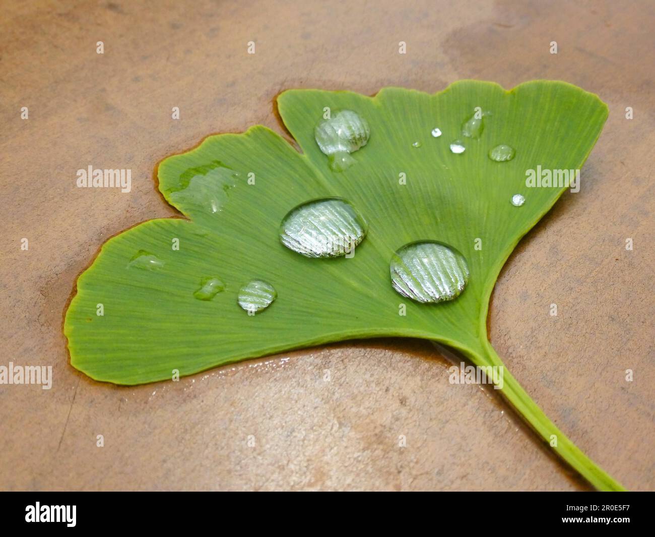 Ginkgo (Ginkgo biloba) leaf with raindrop, water drop, ginkgo, Ginko ...