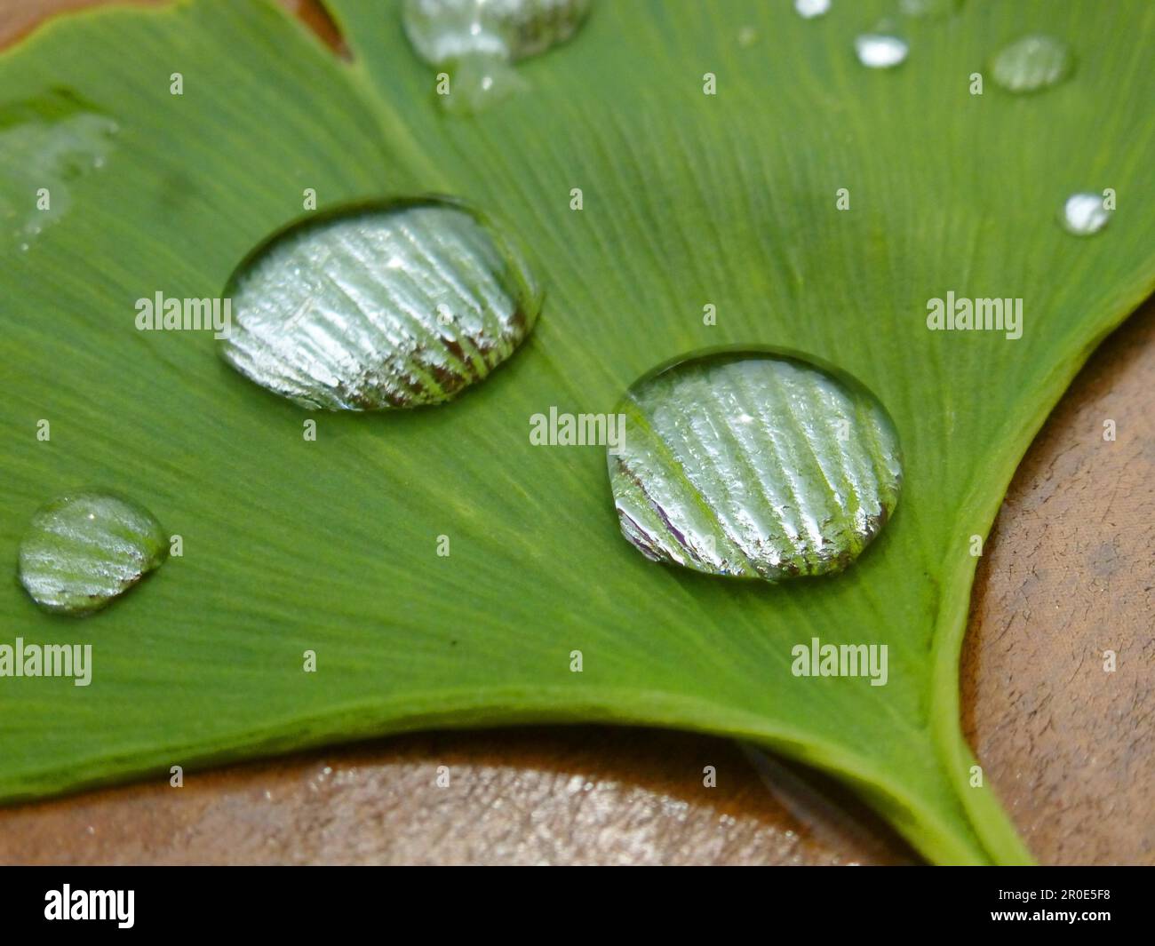 Ginkgo (Ginkgo biloba) leaf with raindrop, water drop, ginkgo, Ginko ...