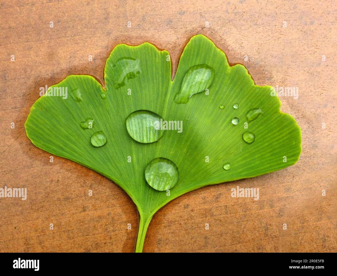 Ginkgo (Ginkgo biloba) leaf with raindrop, water drop, ginkgo, Ginko ...