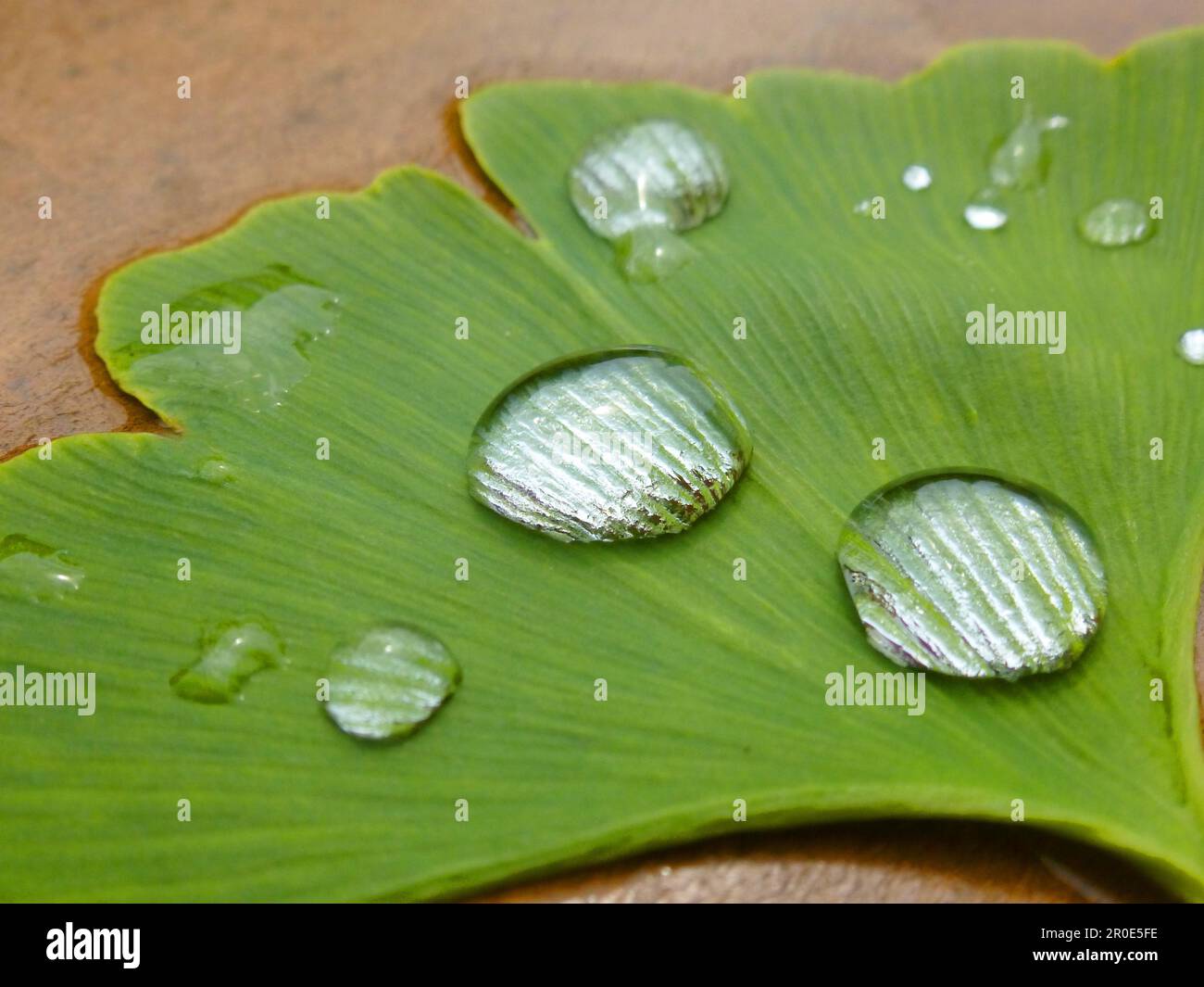 Ginkgo (Ginkgo biloba) leaf with raindrop, water drop, ginkgo, Ginko ...