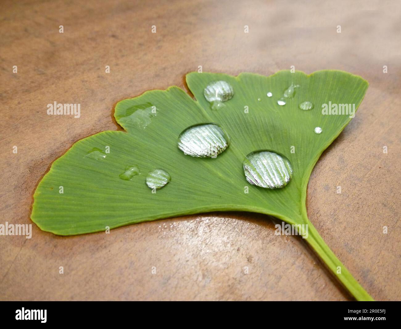 Ginkgo (Ginkgo biloba) leaf with raindrop, water drop, ginkgo, Ginko ...
