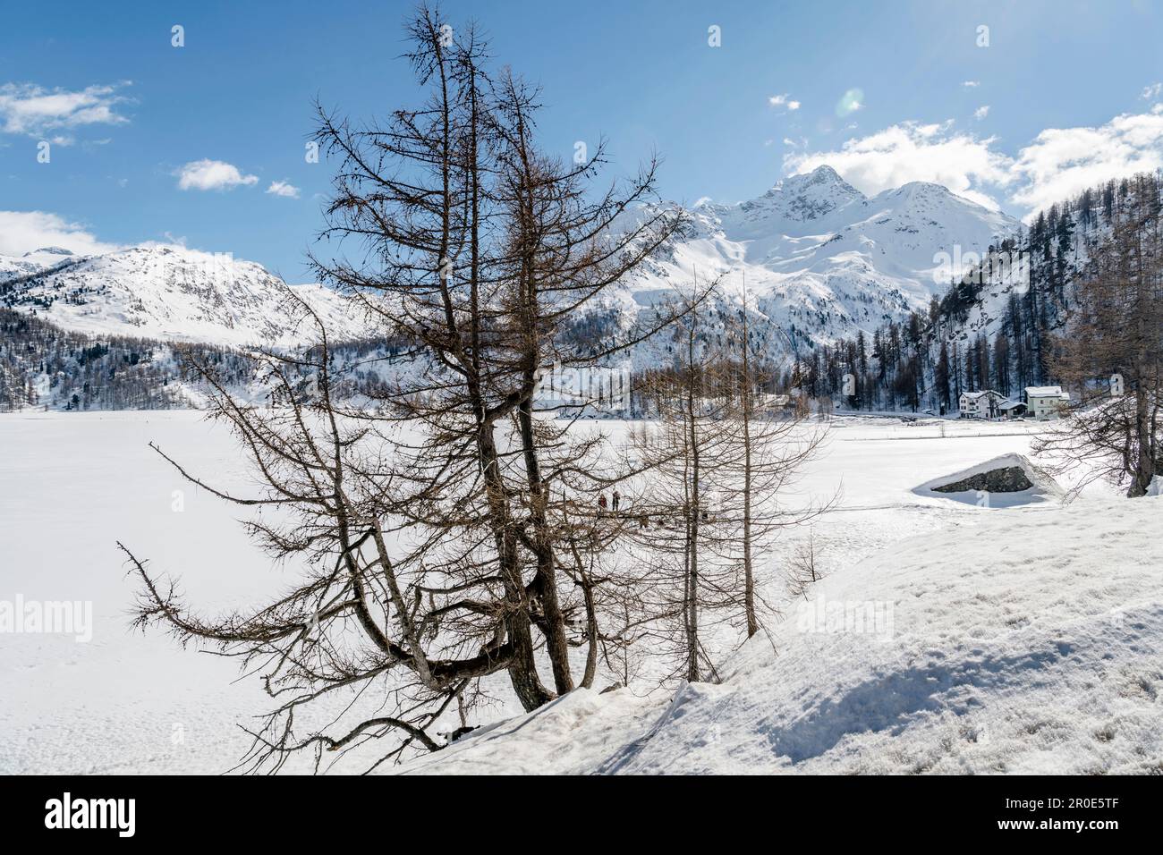 Switzerland, Engadin, cross-country skiing at Lake Sils Stock Photo - Alamy