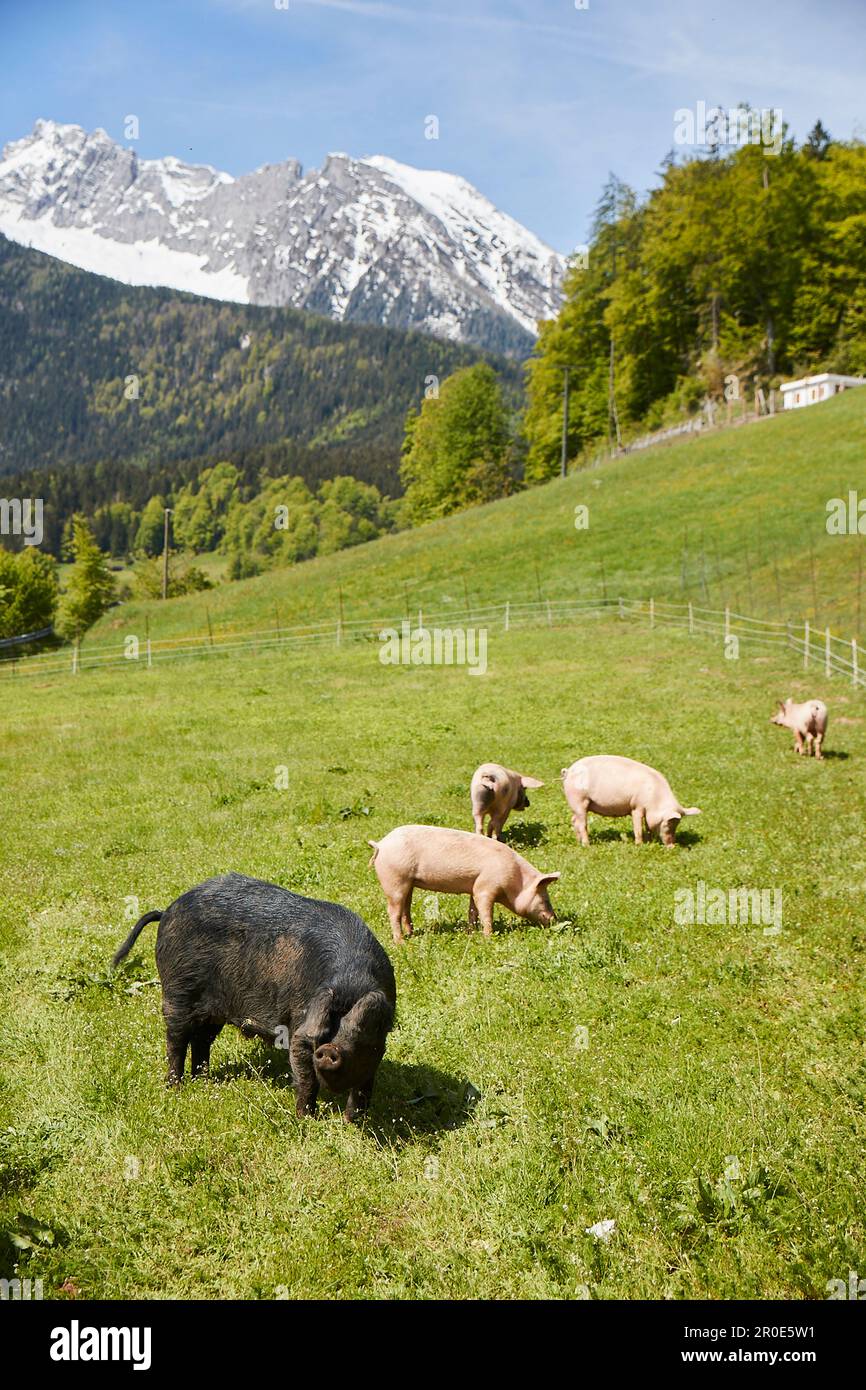 Alpine pigs near Berchtesgaden, Bavaria, Germany Stock Photo - Alamy