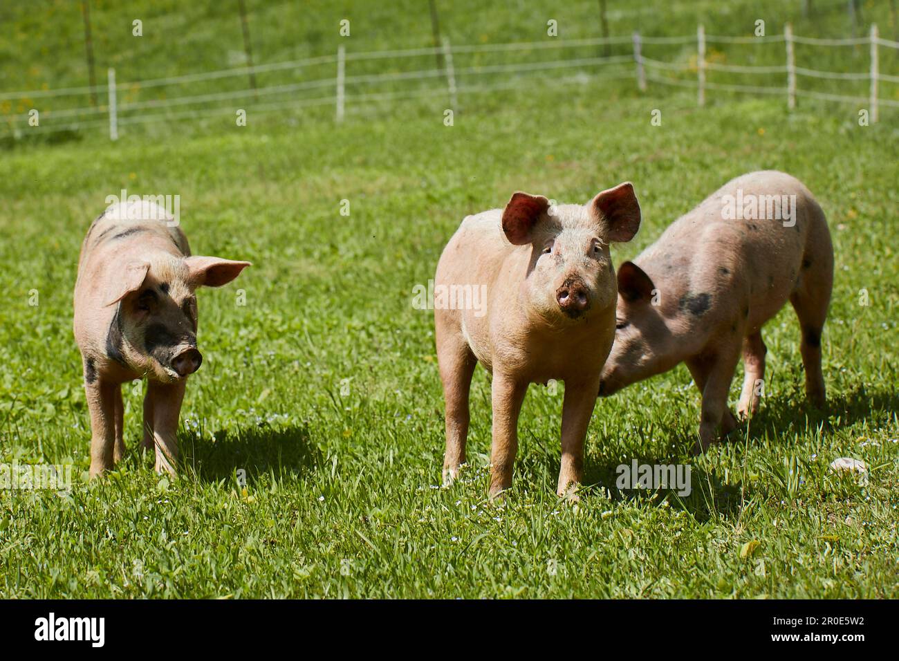 Alpine pigs near Berchtesgaden, Bavaria, Germany Stock Photo - Alamy