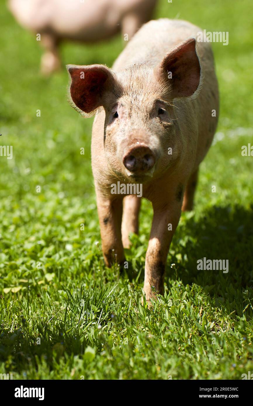 Pig pork freerange hi-res stock photography and images - Alamy