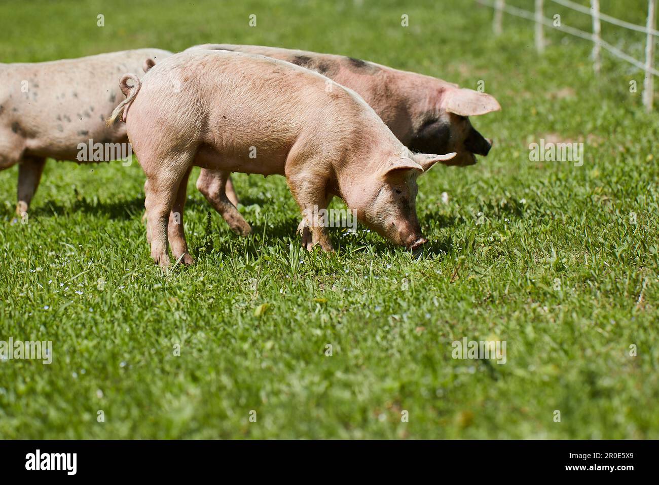 Alpine pigs near Berchtesgaden, Bavaria, Germany Stock Photo - Alamy
