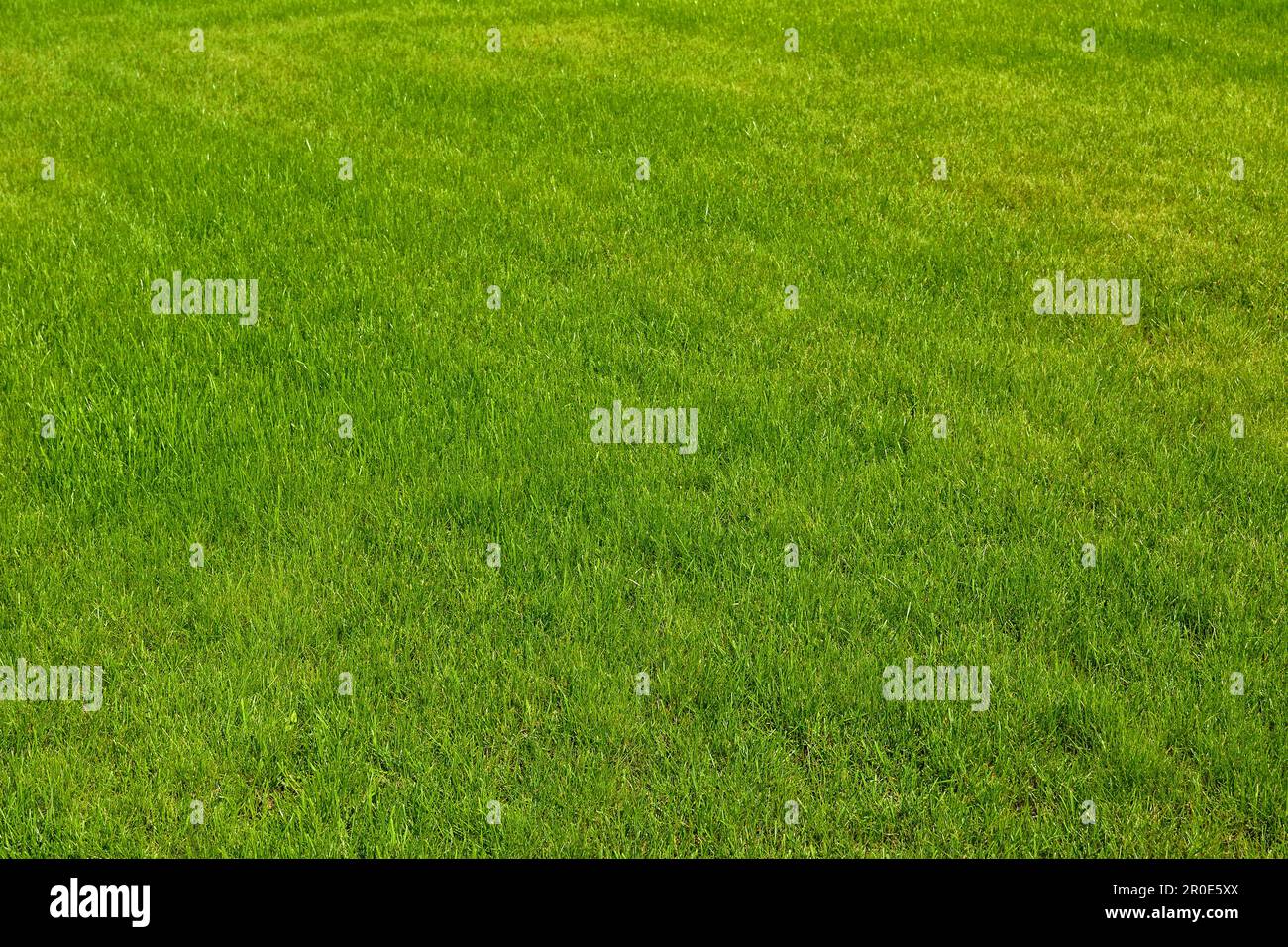 New grass hi-res stock photography and images - Alamy