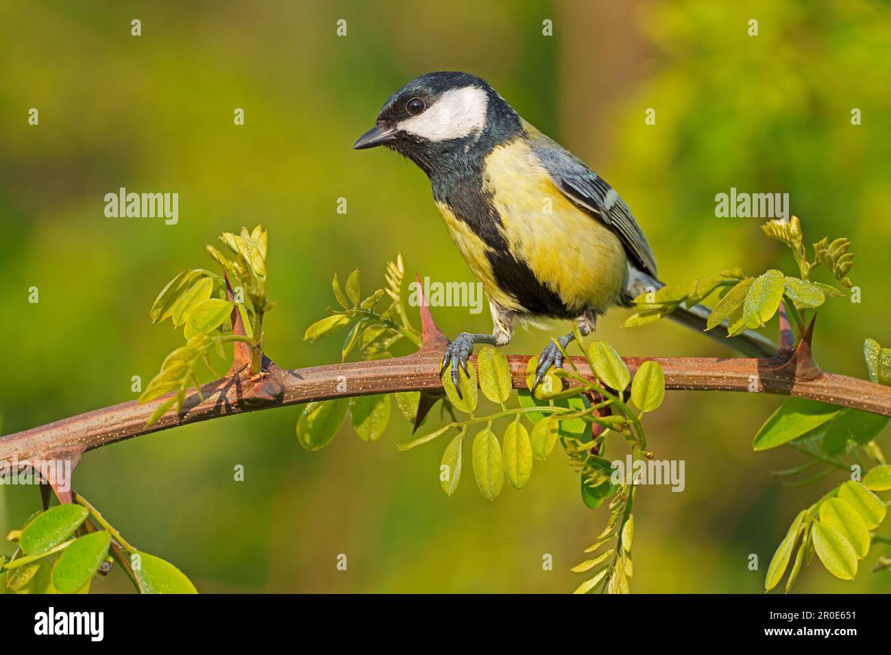 Parus major bird hi-res stock photography and images - Alamy