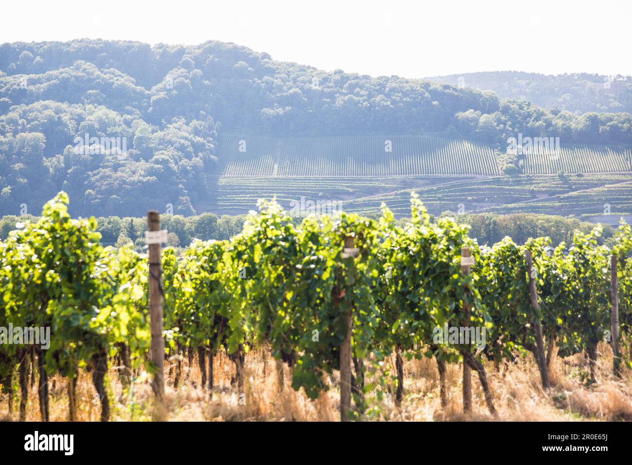 A vineyard hiking route near Perl, Germany (tri-border area Stock Photo ...