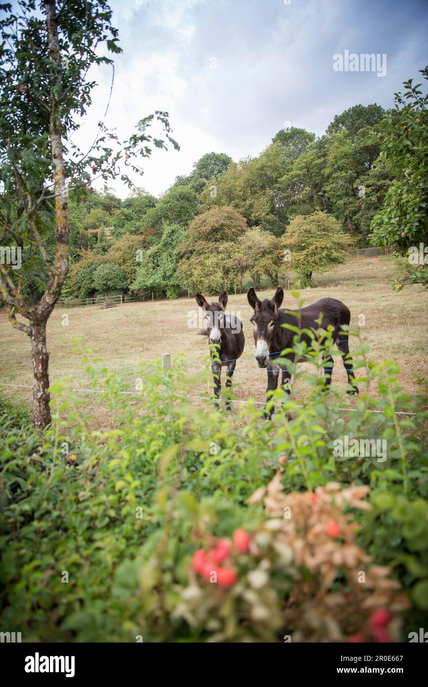Two donkeys along a vineyard hiking route (tri-border area Stock Photo ...