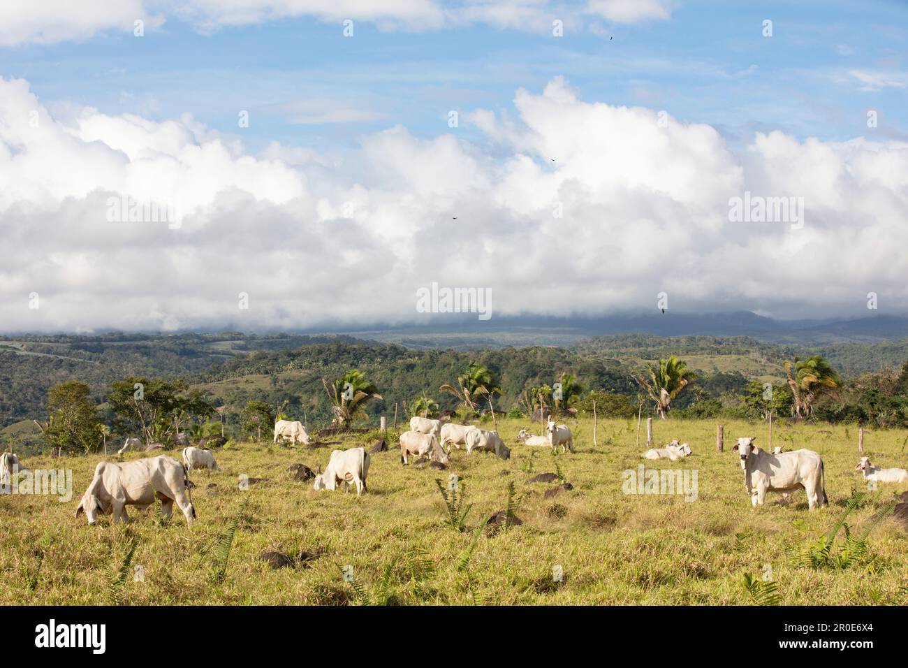 Travel cattle costa rica hi-res stock photography and images - Alamy