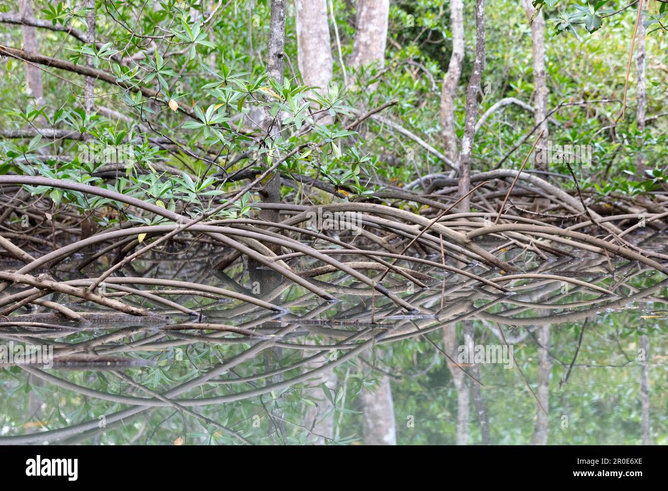 Protruding mangrove roots near Playa Blanca, Osa Peninsula, Costa Rica ...