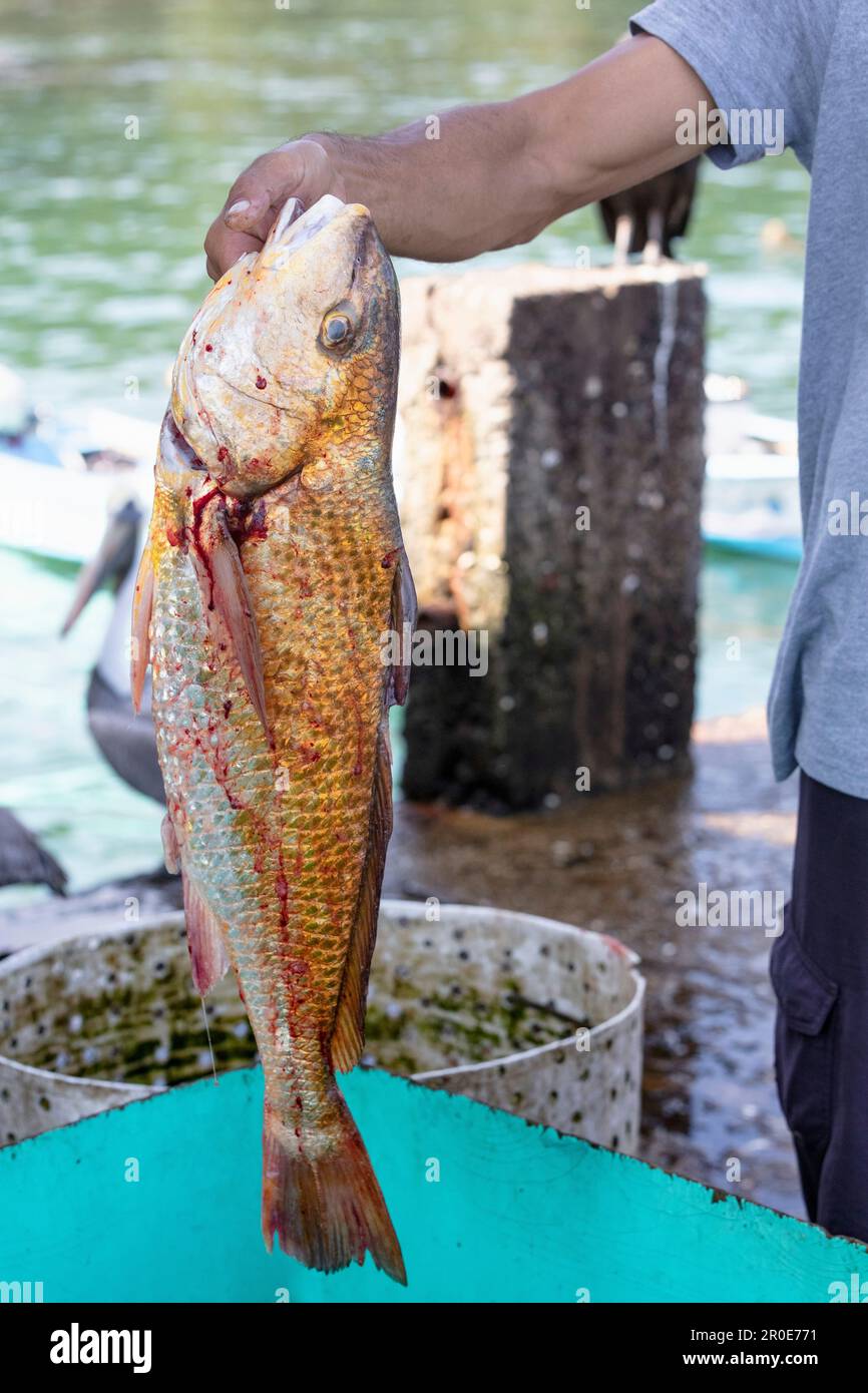 Tambor exterior hi-res stock photography and images - Alamy