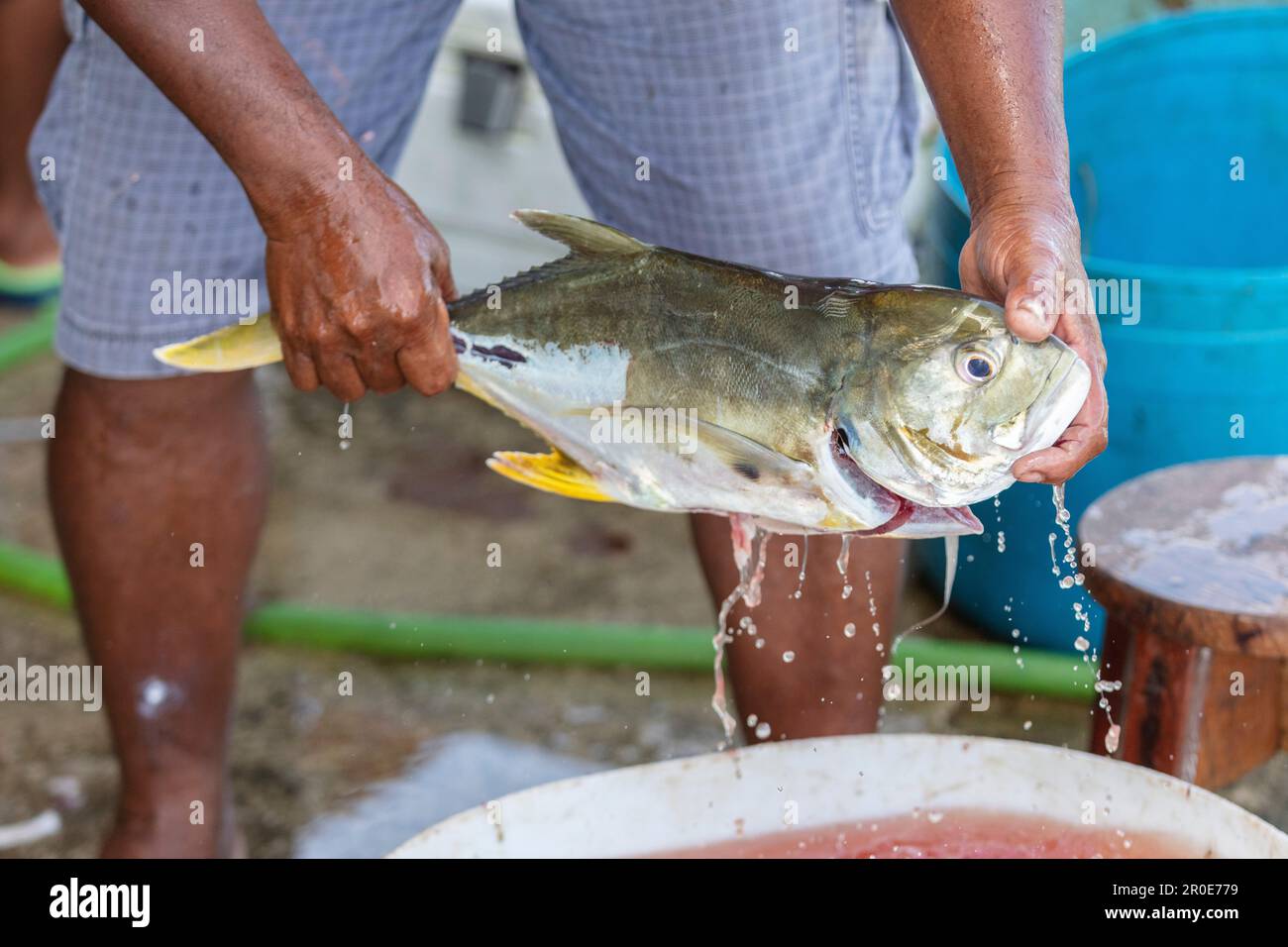 A freshly caught fish on the beach at Tambor, Nicoya Peninsula, Costa ...