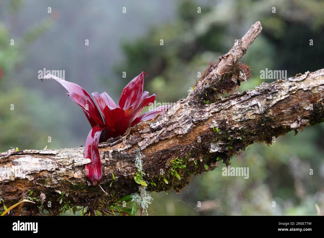 A plant growing on a tree, Los Quetzales National Park, Costa Rica ...