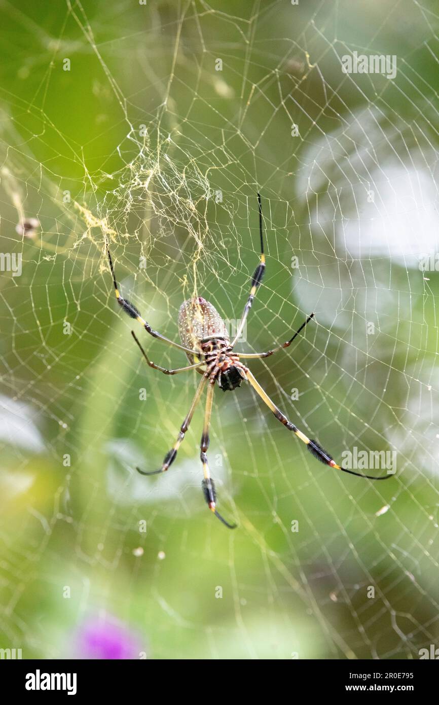 A spider in a net Stock Photo - Alamy