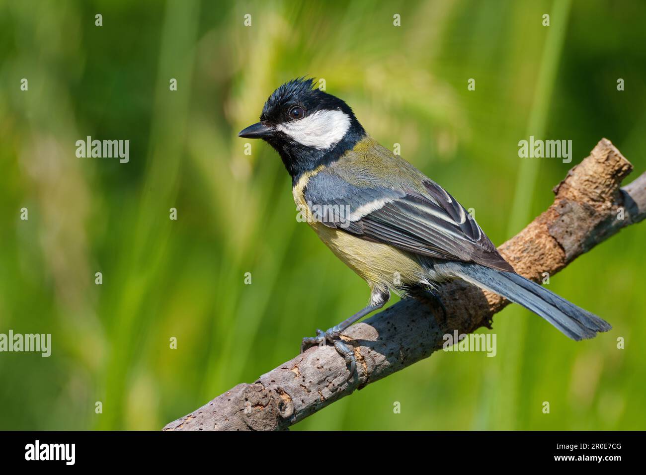 Parus major bird hi-res stock photography and images - Alamy