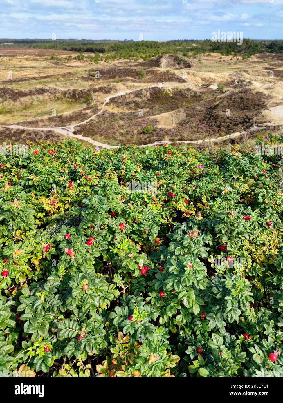 Rosehip bush in heath landscape on the North Sea coast Stock Photo - Alamy