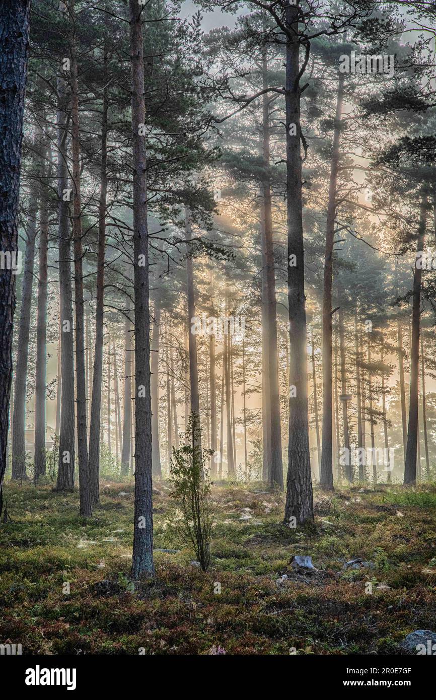 A campsite in a forest, Kustavi, west coast of Finland Stock Photo - Alamy