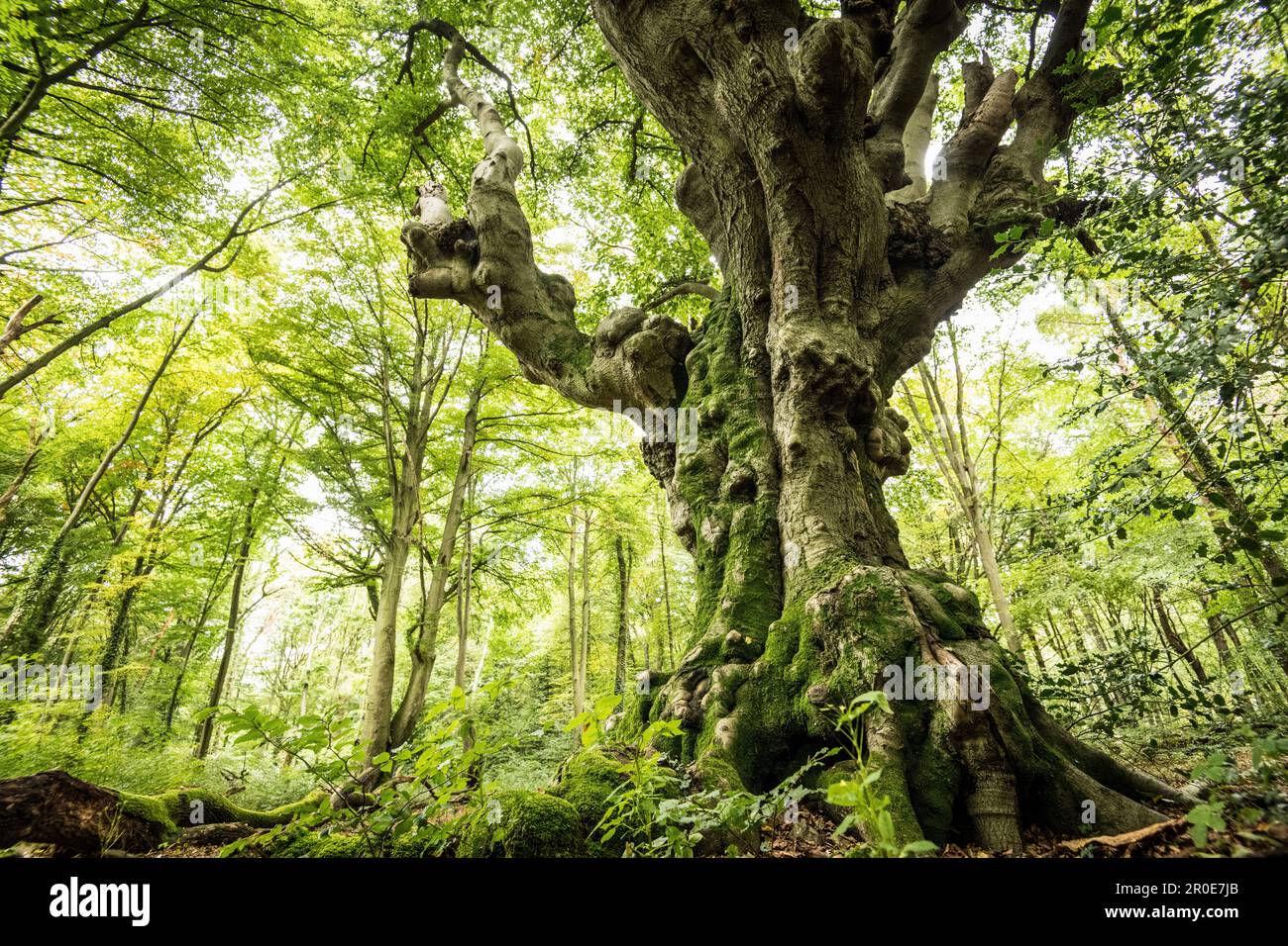 A gnarly beech tree in Kottenforst forest near Bonn, North Rhine ...