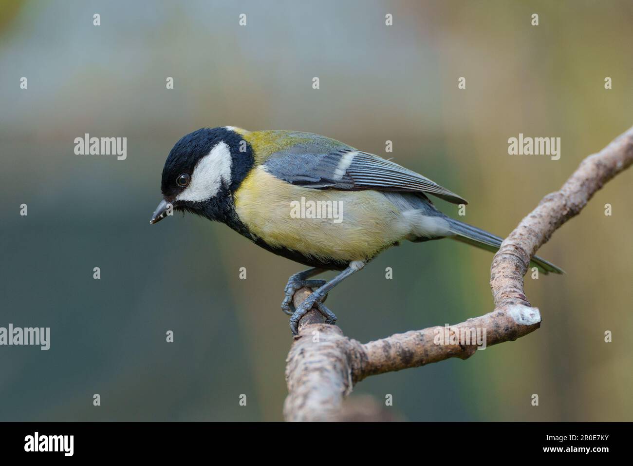 Parus hi-res stock photography and images - Alamy
