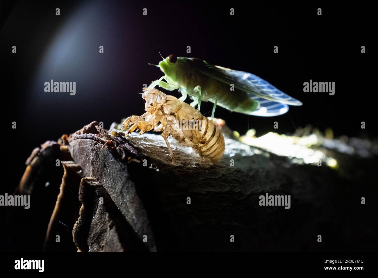 Insects on a branch, nighttime excursion on the Osa Peninsula, Costa ...