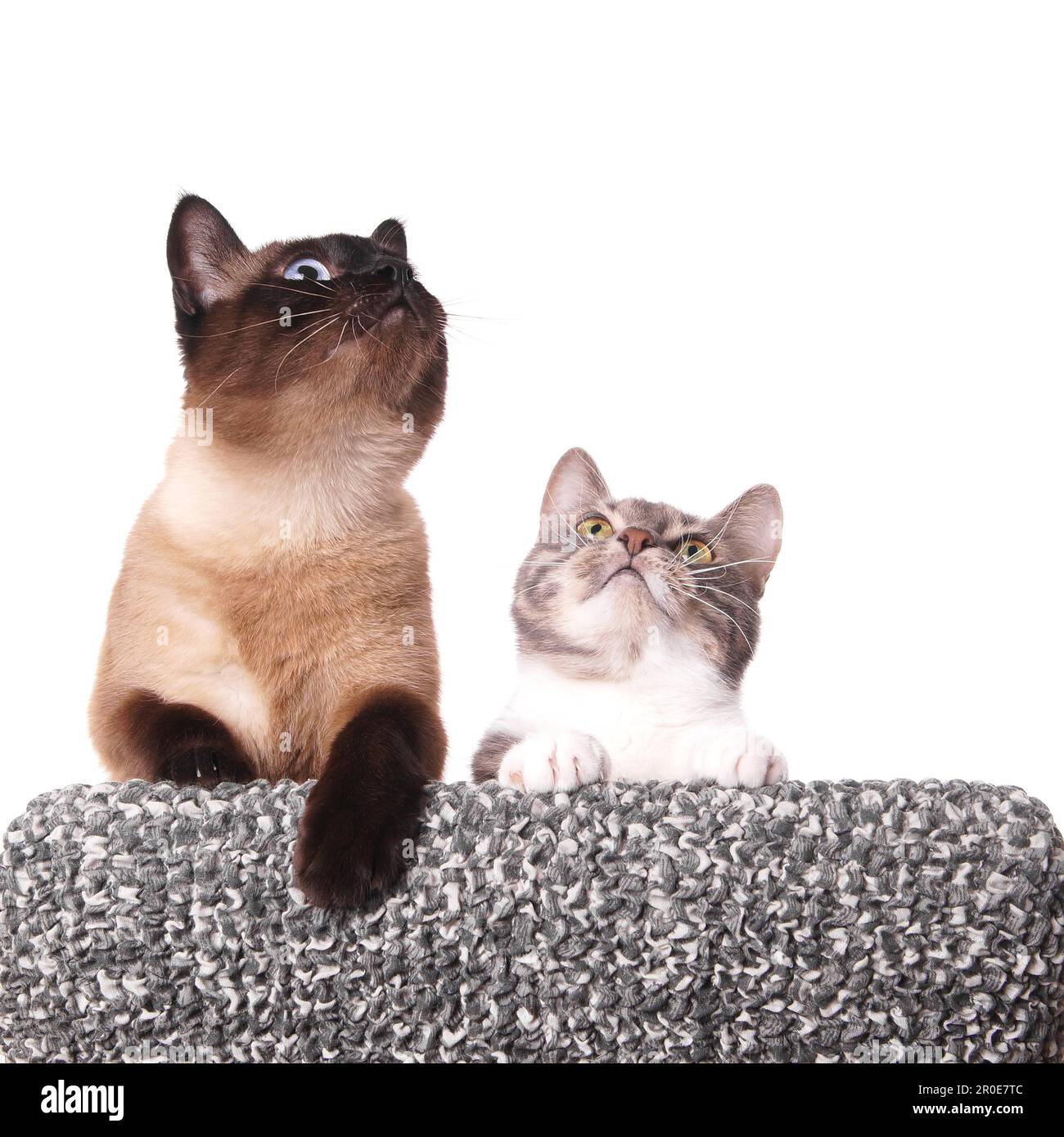 Cats looking up hi-res stock photography and images - Alamy
