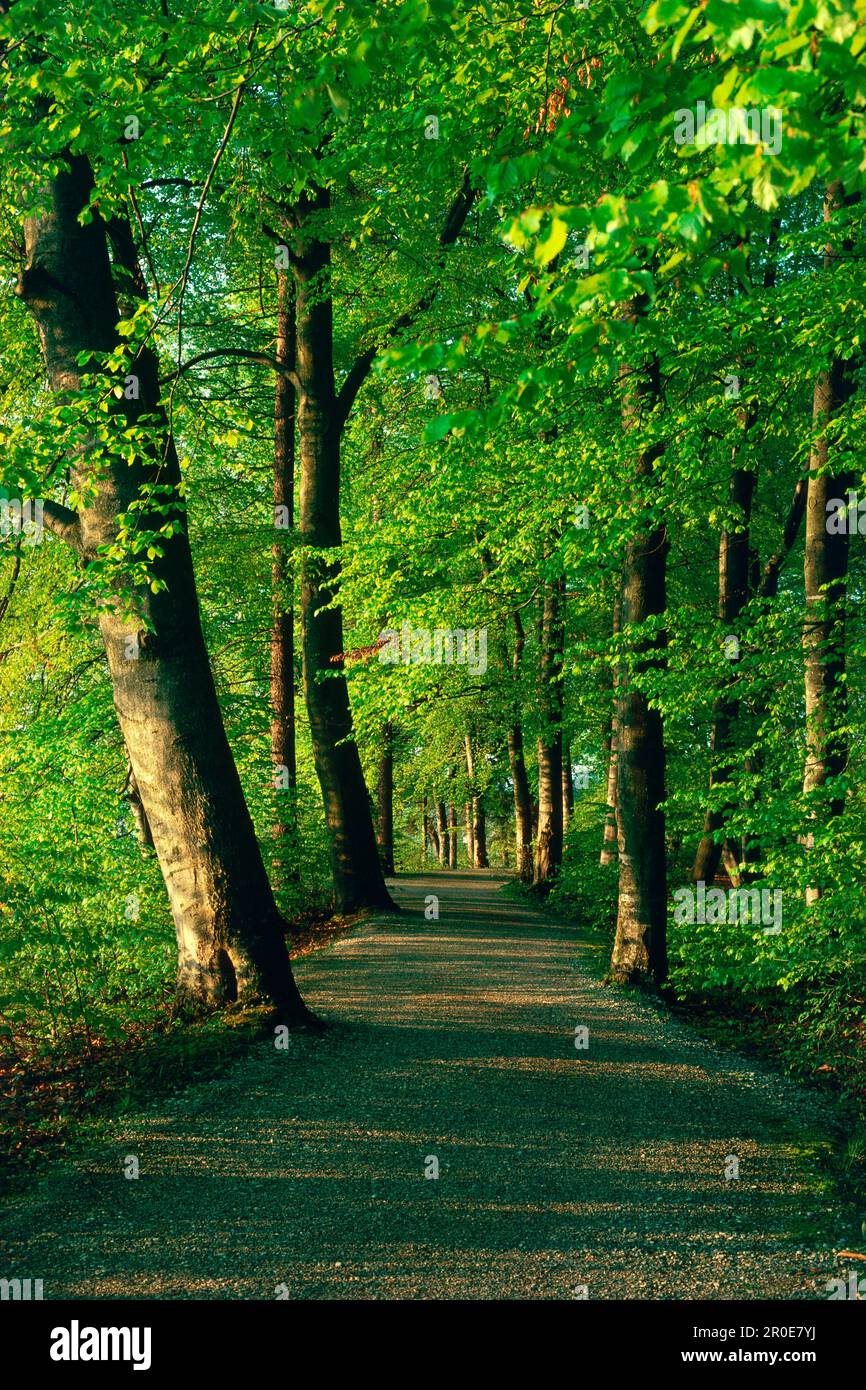 Little avenue in deciduous wood Stock Photo - Alamy