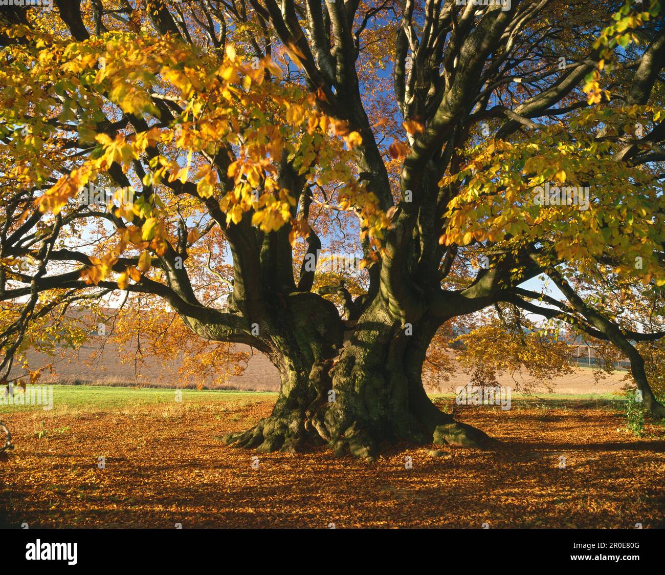 Beech tree in autumn Stock Photo - Alamy