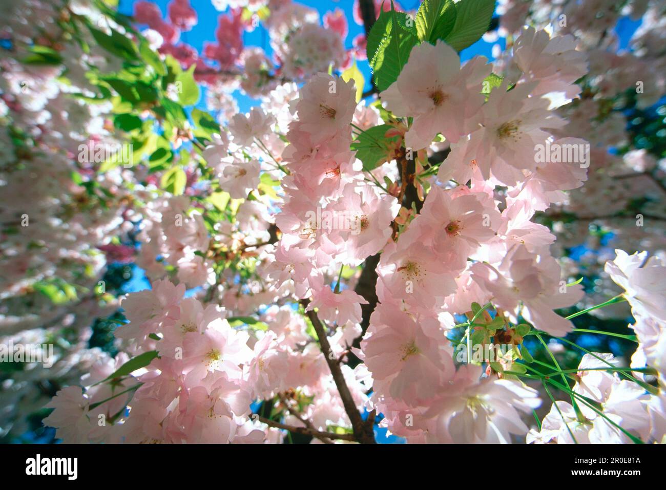 Blooming cherry tree Stock Photo - Alamy