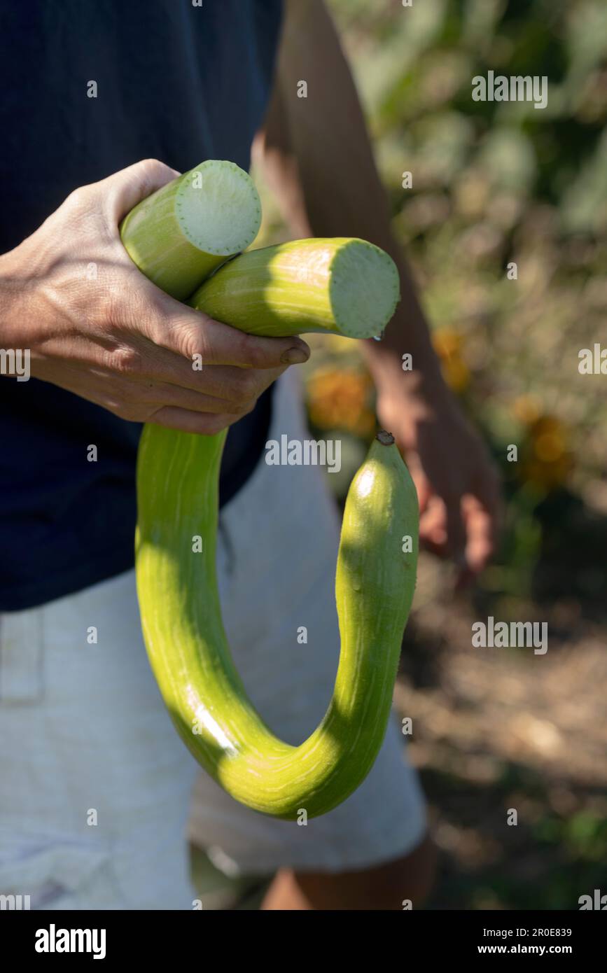 Snake squash hi-res stock photography and images - Alamy