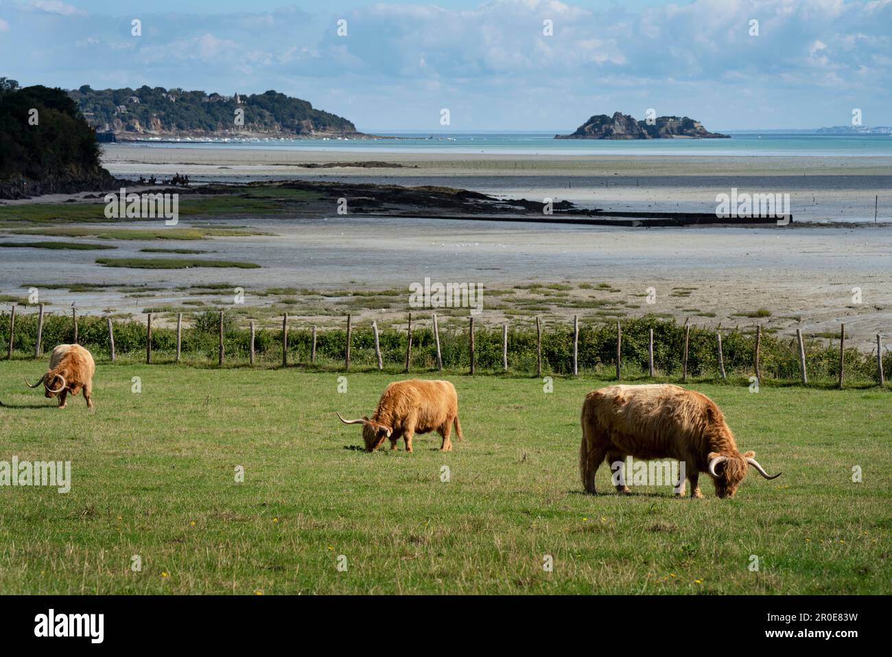 Grazing highland cattle, Brittany, France Stock Photo - Alamy