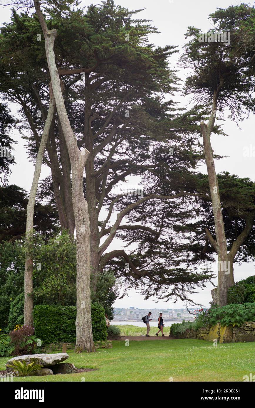 View of Roscoff with Monterey cypress trees, Jardin Georges Delaselle ...