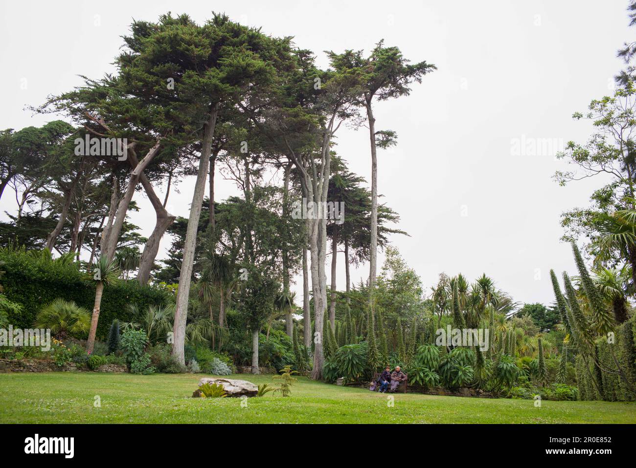 Tall Monterey cypress trees on the edge of the necropolis, Jardin ...