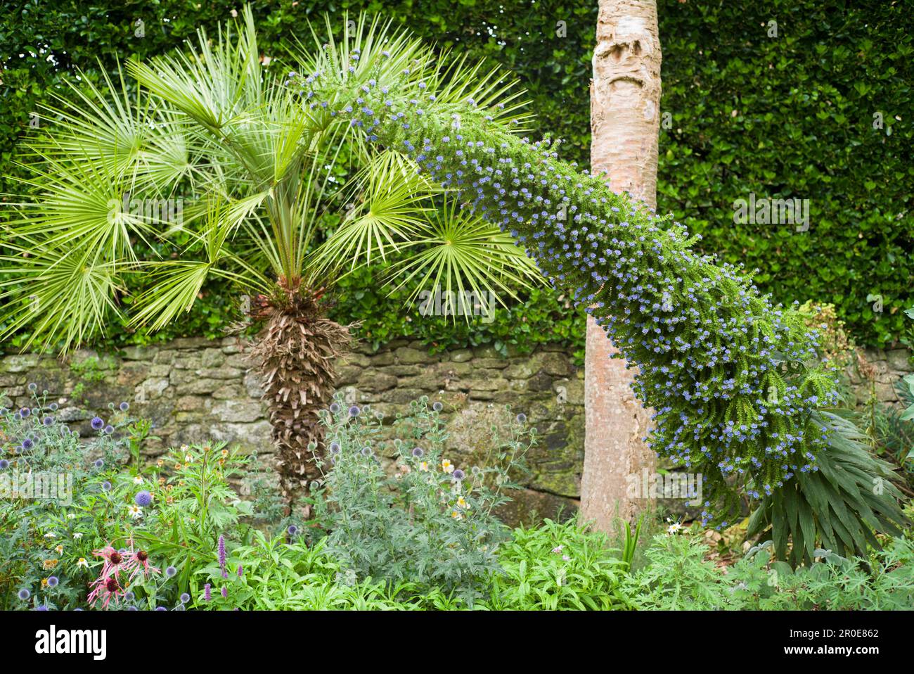 Giant viper's bugloss, Jardin Georges Delaselle, Ile de Batz, Finistere ...
