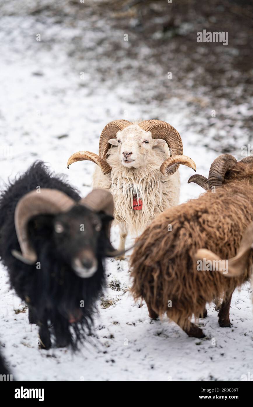 Ouessant sheep hi-res stock photography and images - Alamy