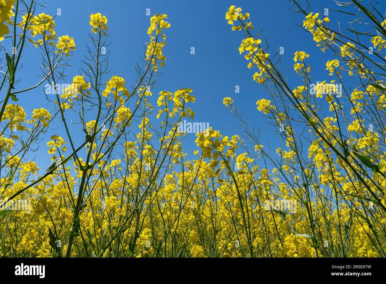 Field of raps with beautiful blue sky green energy windy weather ...