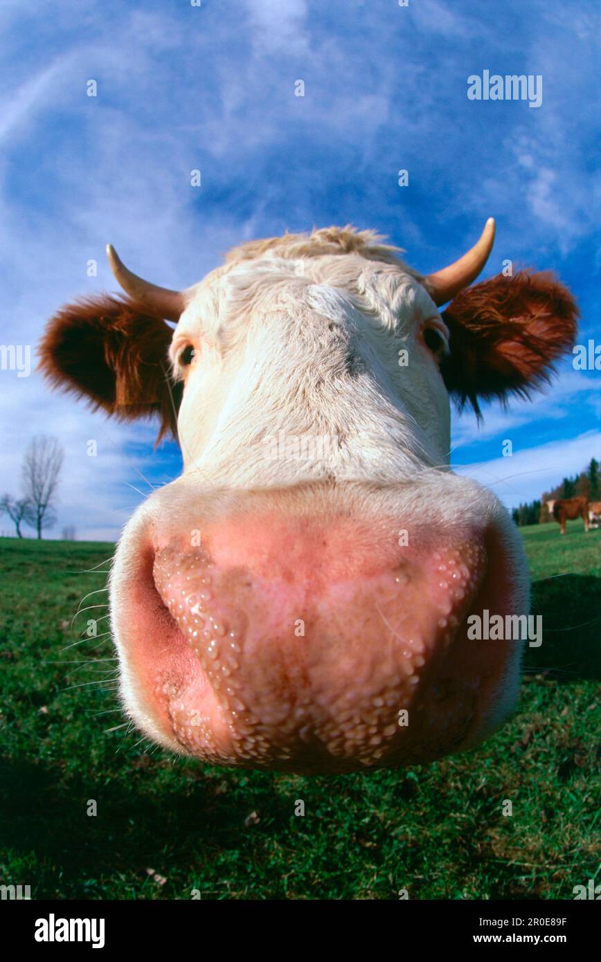 Cow head picture hi-res stock photography and images - Alamy