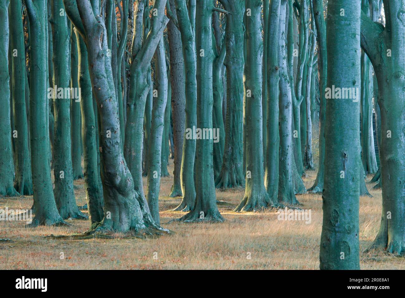 Tunks from beech trees in wood Stock Photo - Alamy