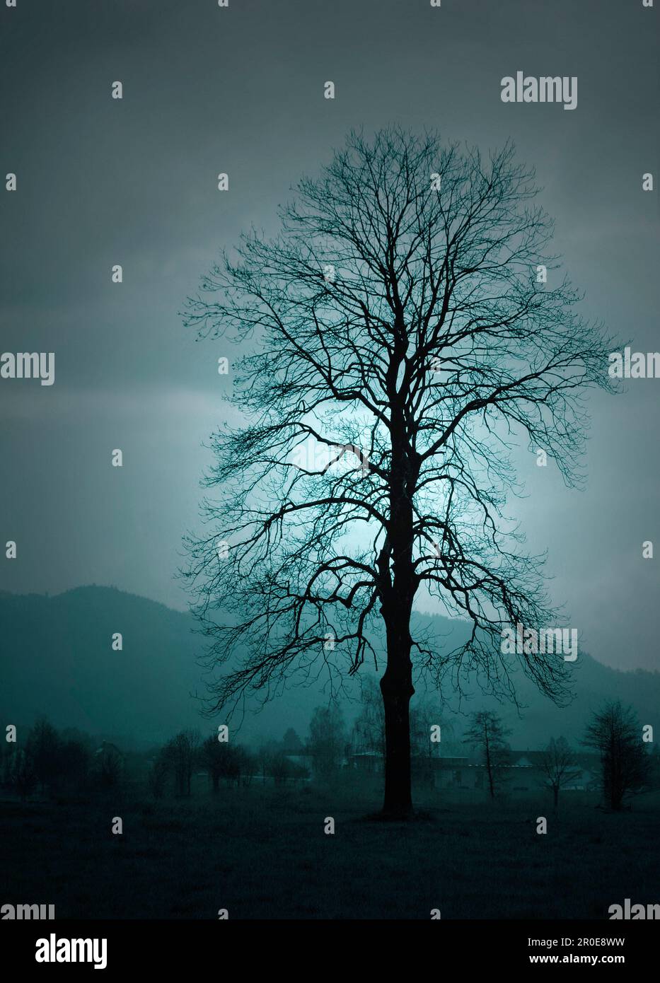 Leaveless trees hi-res stock photography and images - Alamy