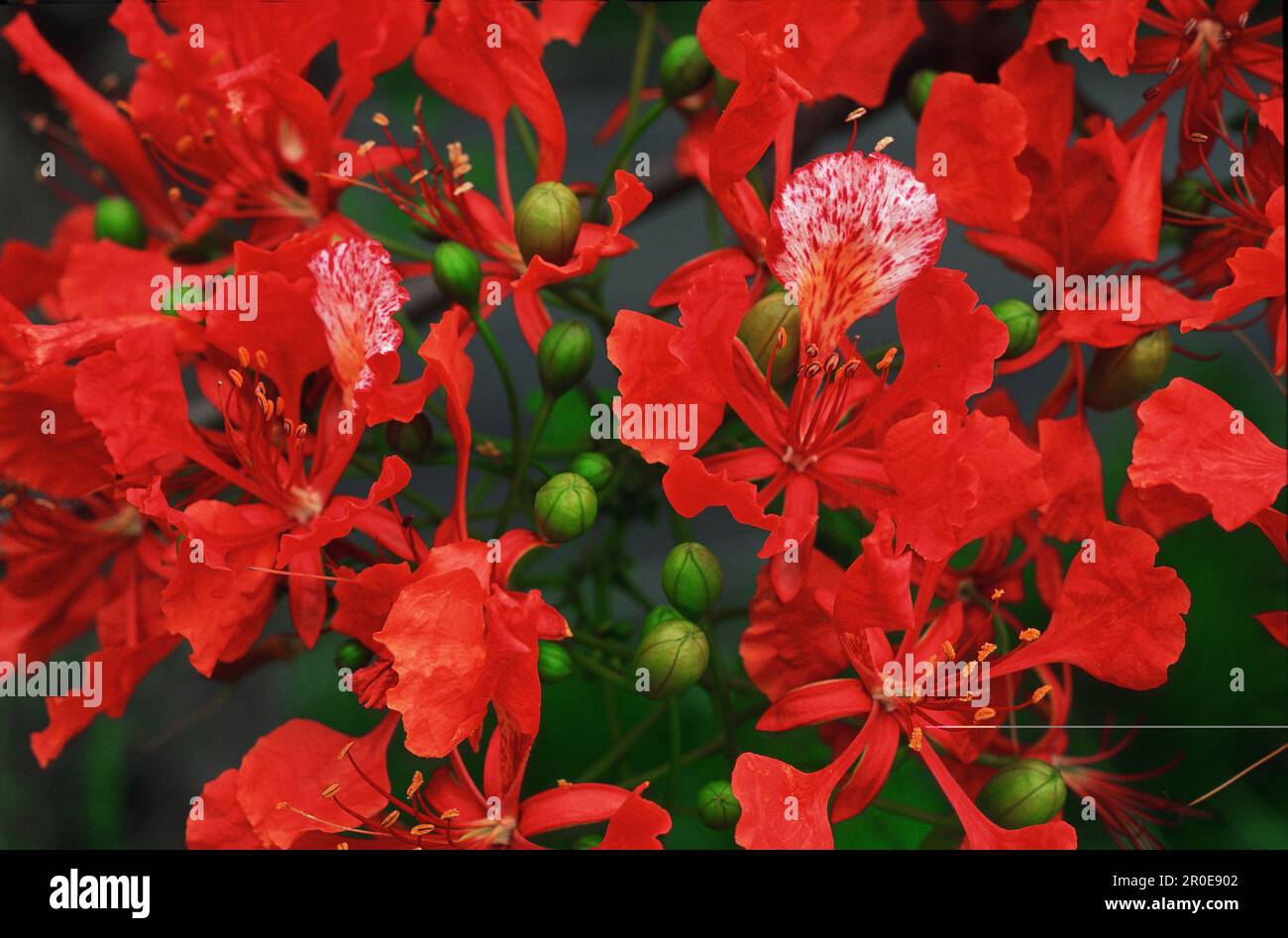 Flamboyant Blossom, St. Lucia, Caribbean Stock Photo - Alamy