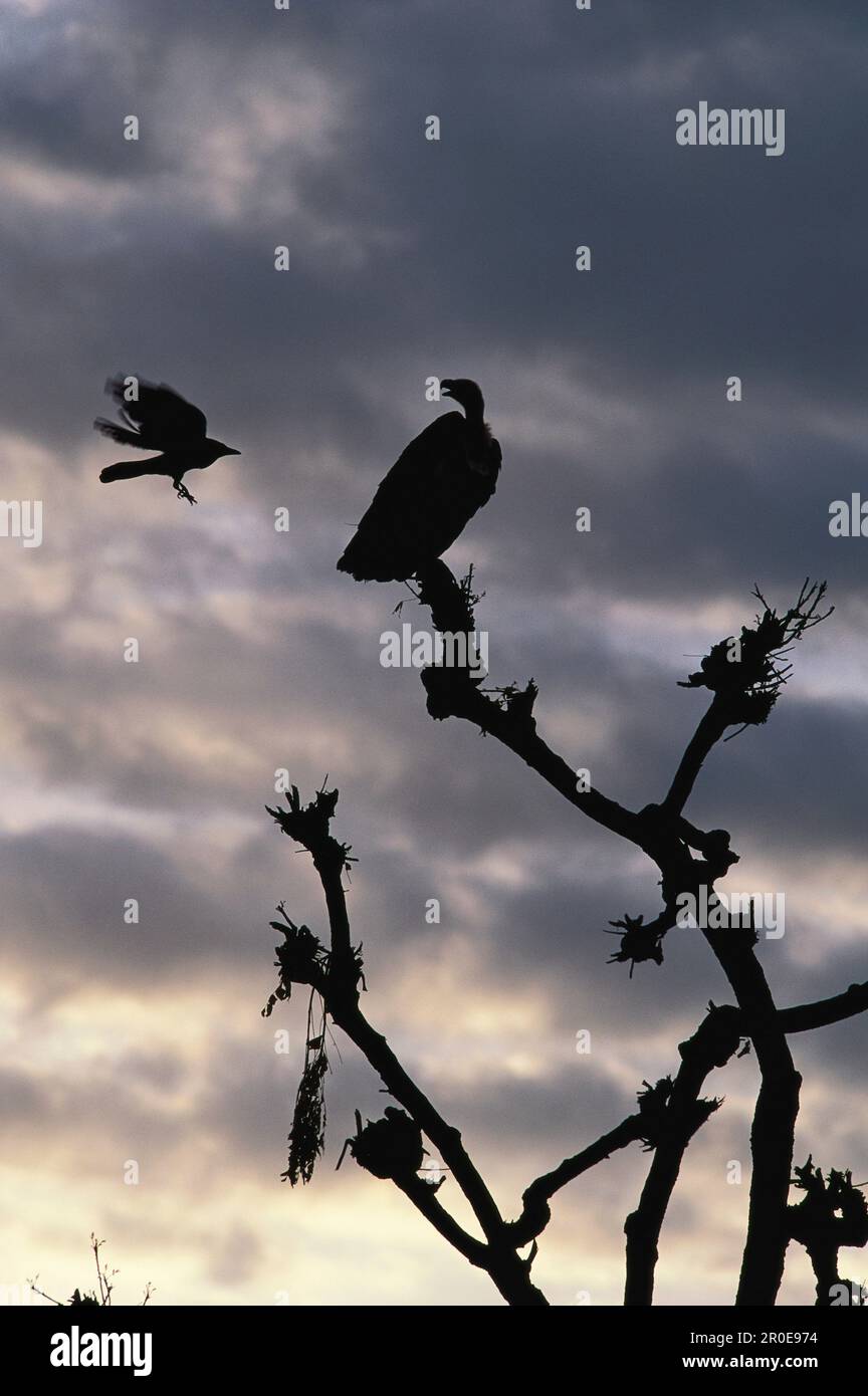 Geier silhouette hi-res stock photography and images - Alamy