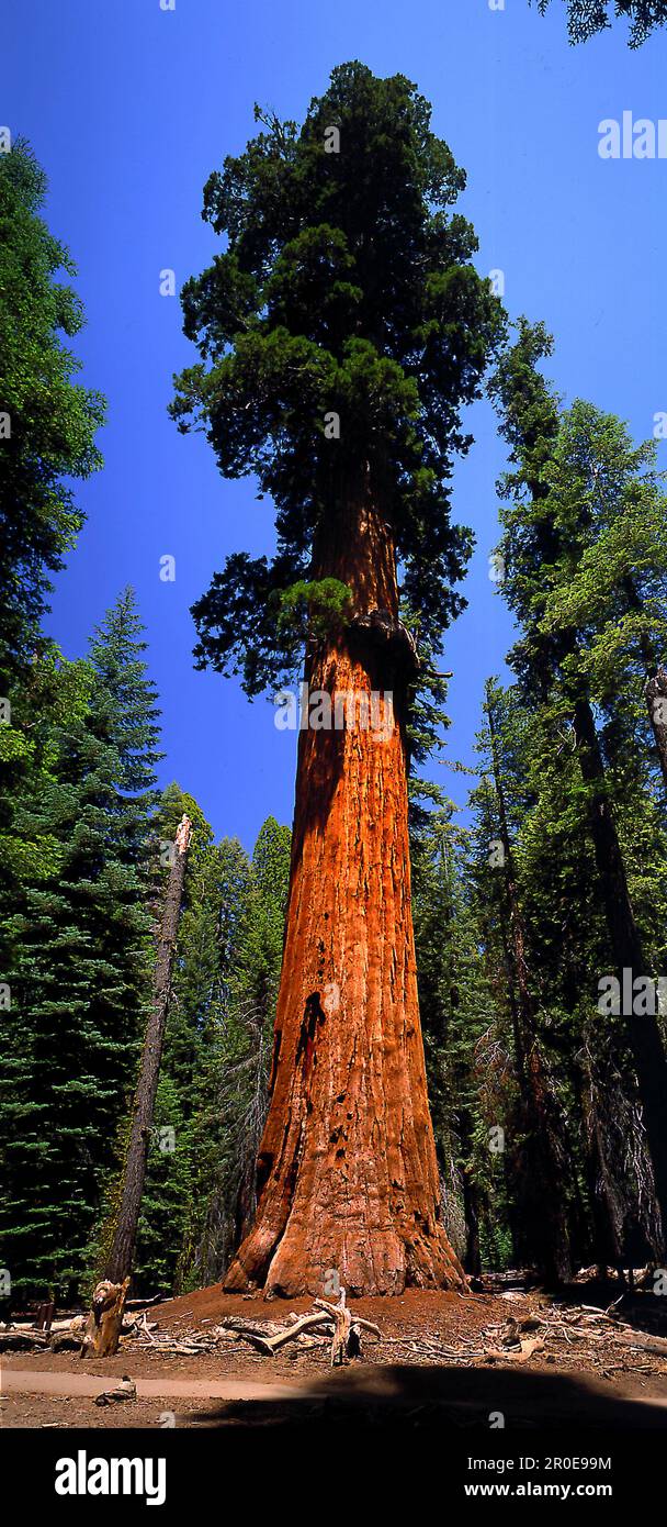 Giant tree, Sequoia Tree under blue sky, California, USA Stock Photo ...