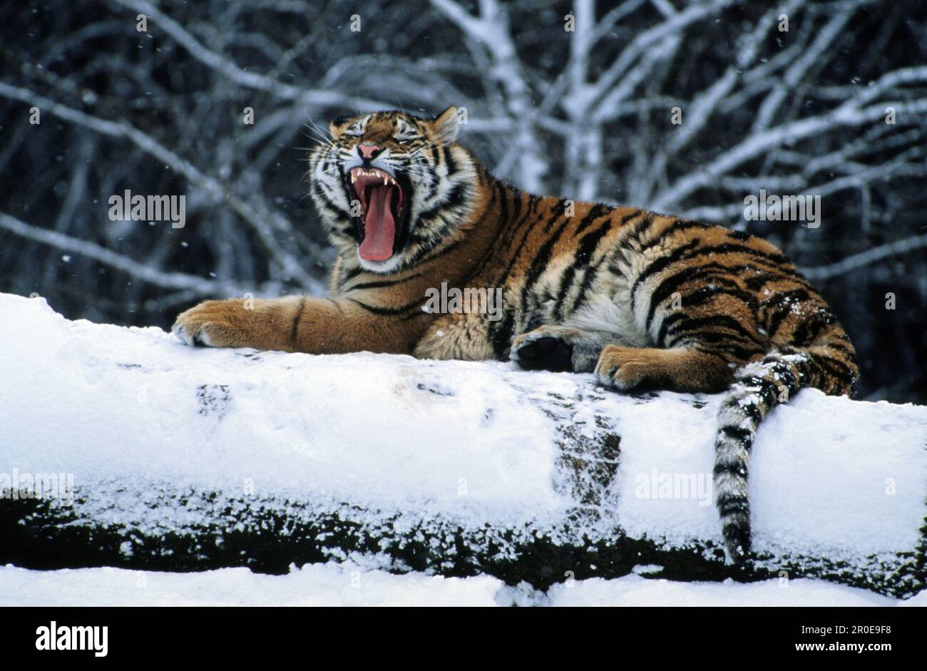 Tiger, Siberia, Russia Stock Photo - Alamy