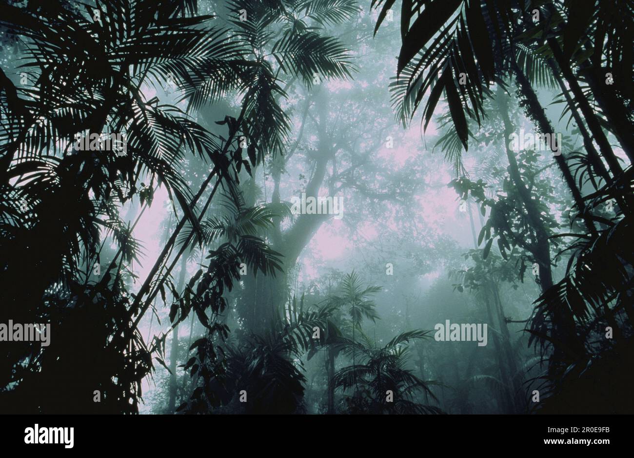 Trees in the rainforest, Venezuela, South America, America Stock Photo ...