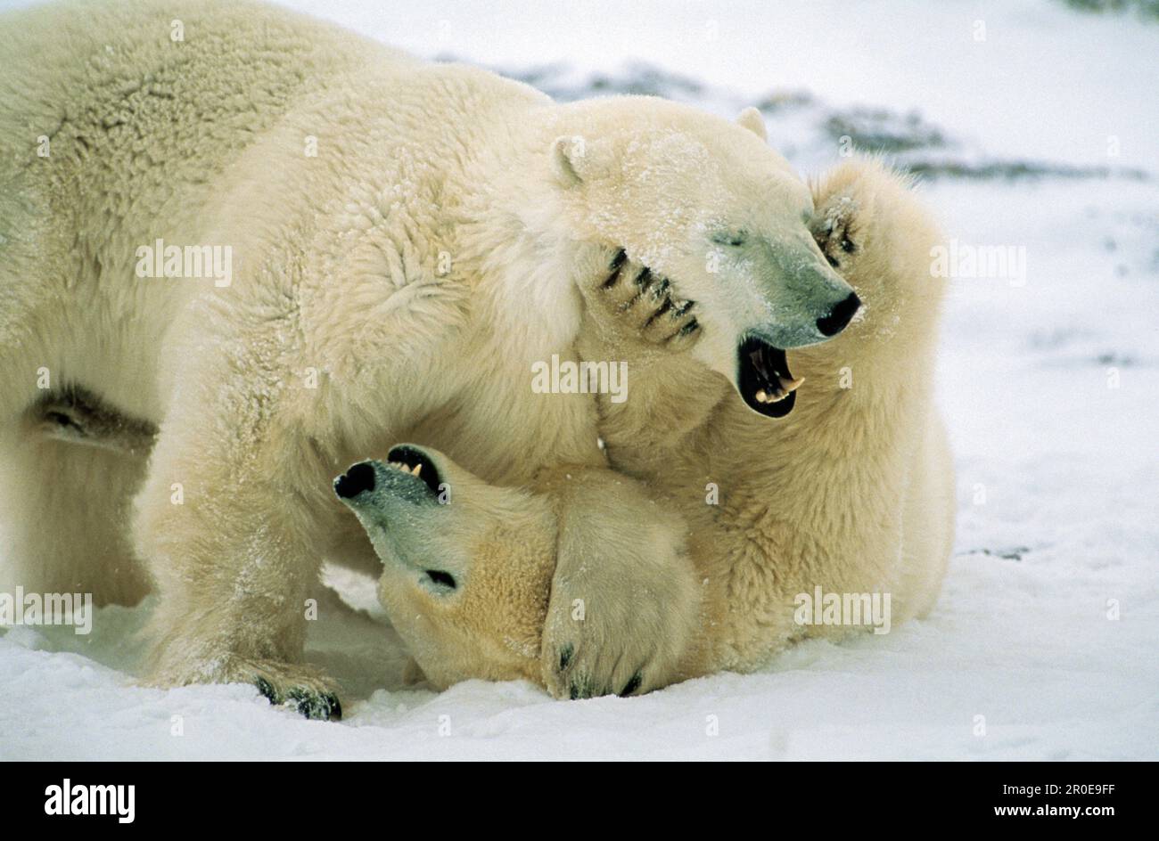 Two wrestling ice bears, Arctic Stock Photo - Alamy
