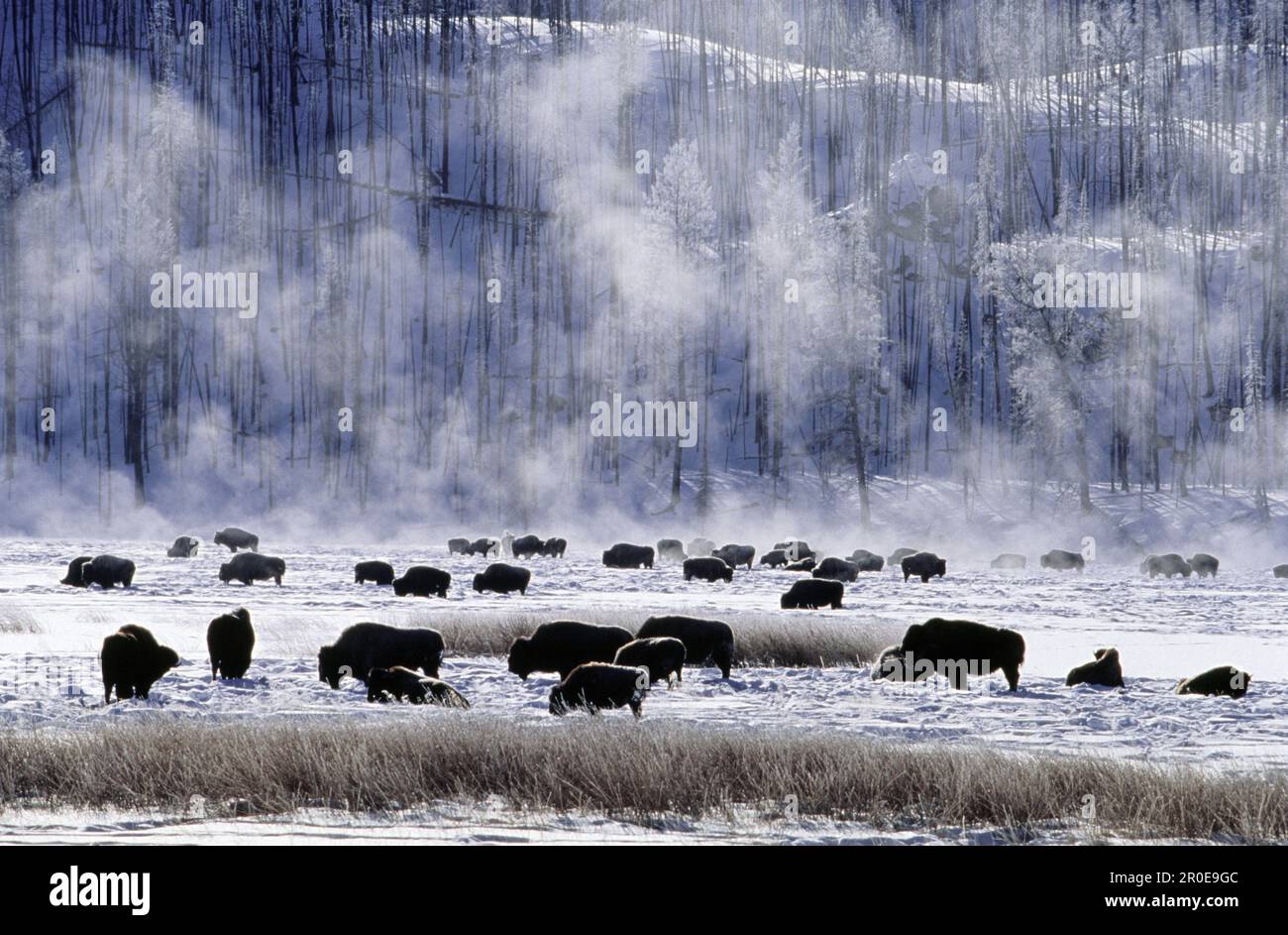 Winter shot bison herd standing hi-res stock photography and images - Alamy