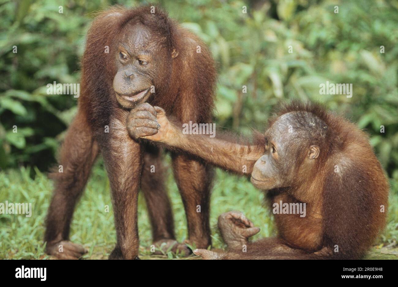 Two Orangutans, Pongo pygmaeus, Gunung Leuser National Park, Sumatra ...