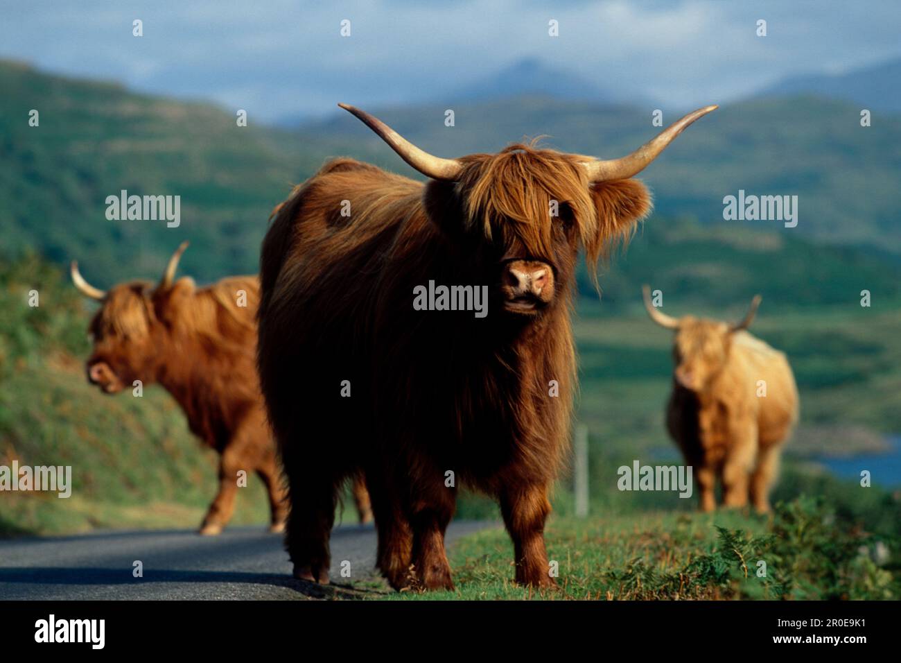 Highland rinder hi-res stock photography and images - Alamy
